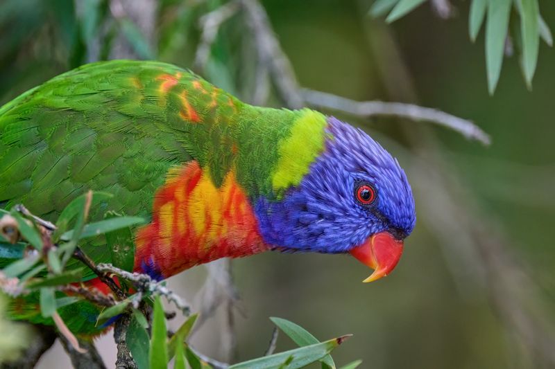 Bz9 4703 Photo Lance B Photos At