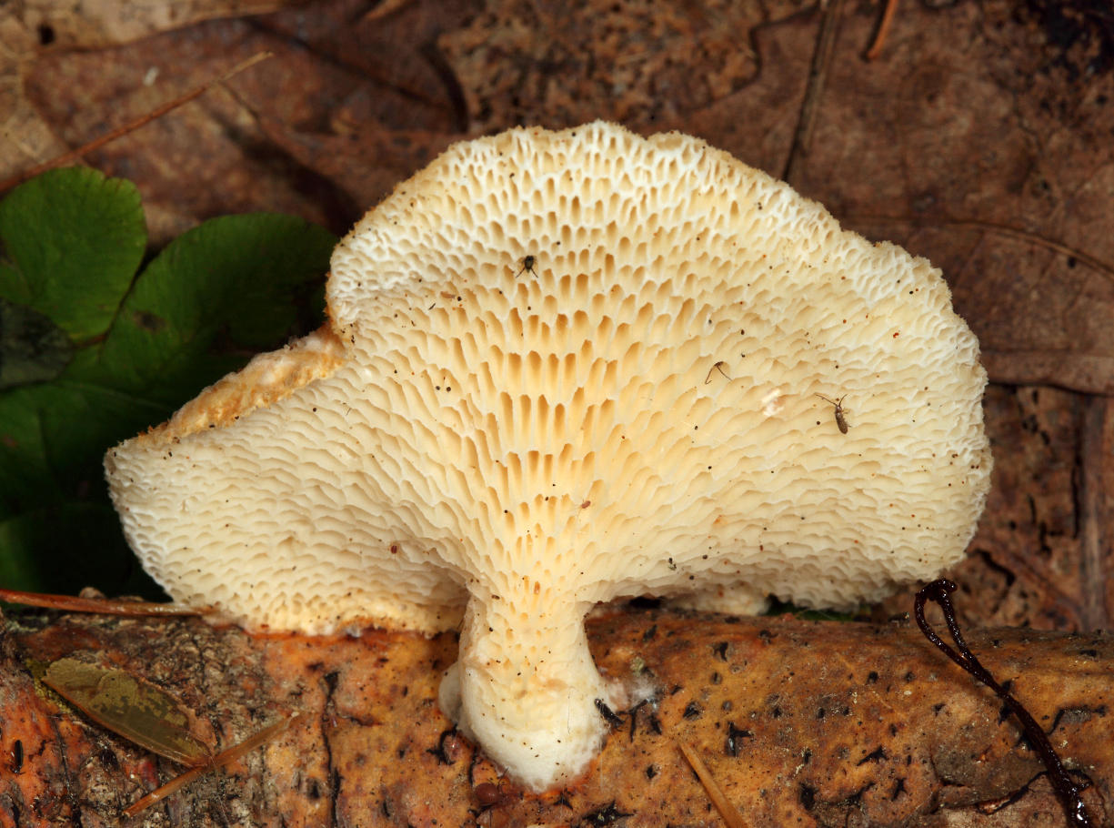 Polyporus Alveolaris Hexagonal Pored Polypore Photo Tom Murray
