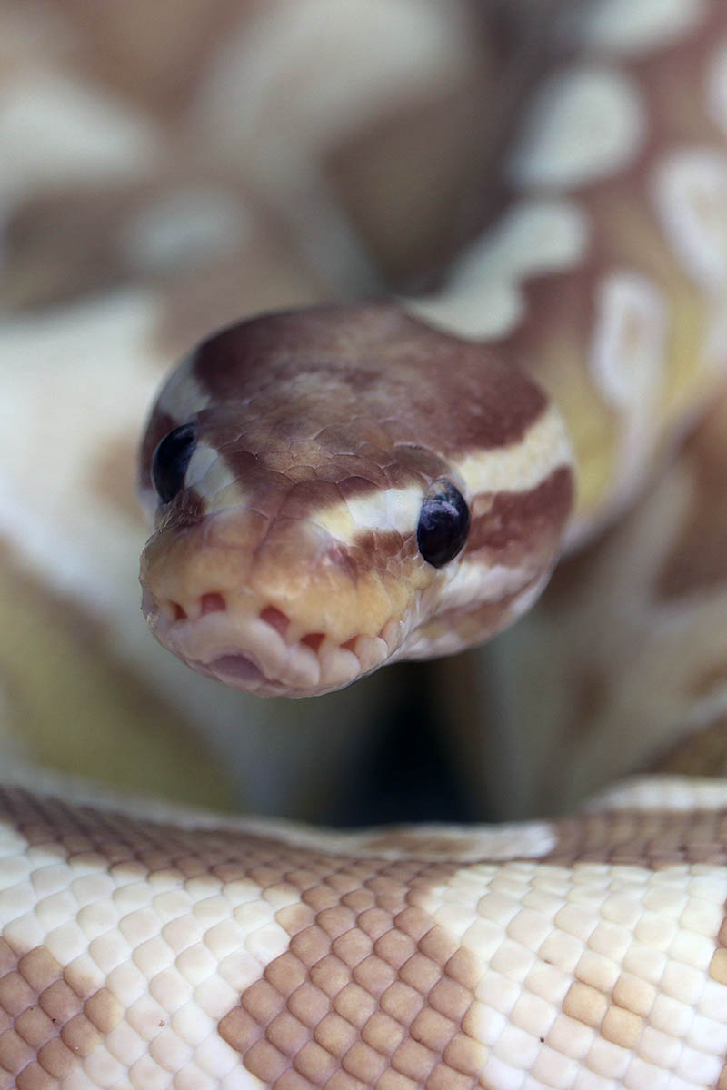 snake.jpeg photo - George McCarten photos at pbase.com